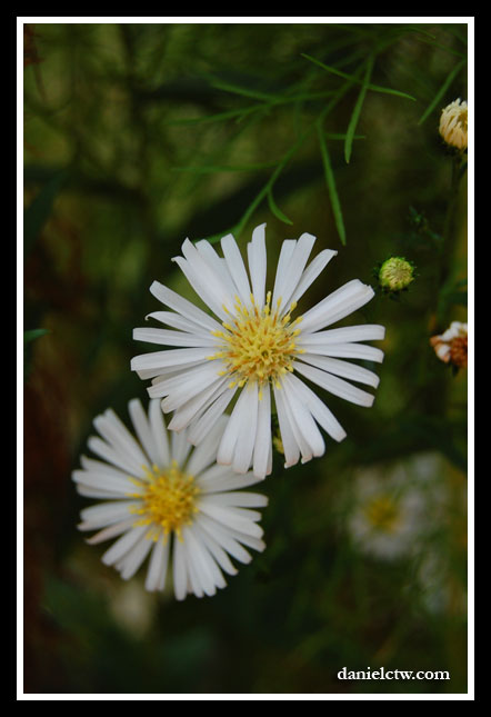 Story Of Flowers | Daniel Chew The Wanderer