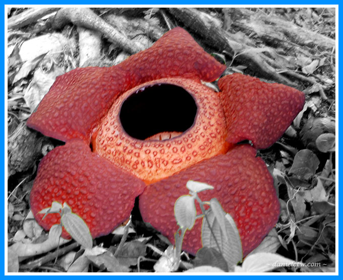 Sabah Sceneries | Daniel Chew The Wanderer